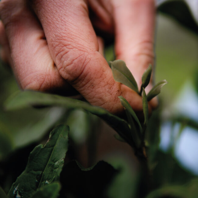 Hortheus | Producteur de Safran et de Thé Bio